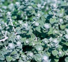 Startseite - Gartenbau Bongartz